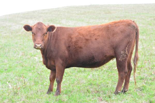 Homestead & Miniature Cattle Classified Ads