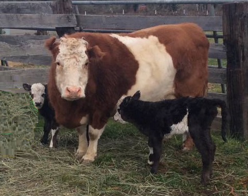 Homestead & Miniature Cattle Classified Ads