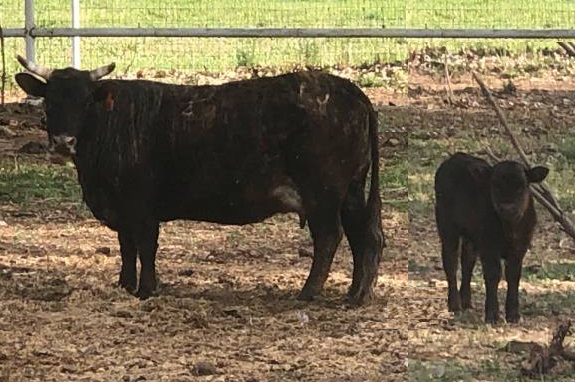 Homestead & Miniature Cattle Classified Ads