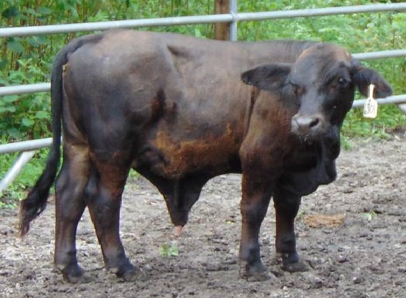 Homestead & Miniature Cattle Classified Ads