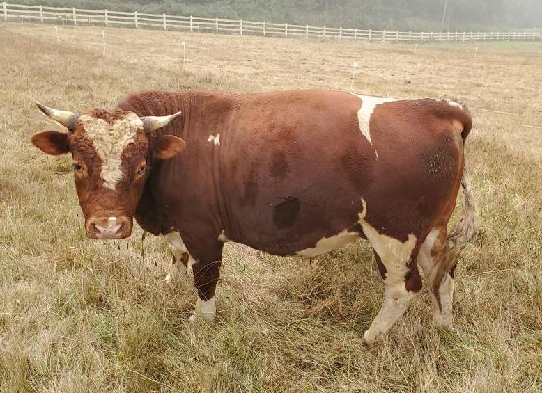 Homestead & Miniature Cattle Classified Ads