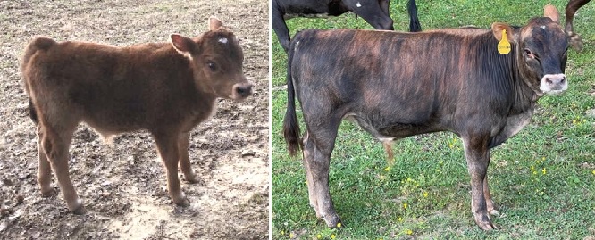 Homestead & Miniature Cattle Classified Ads