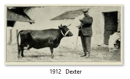 North American Breeds of Miniature Cattle | Miniature-Cattle.com